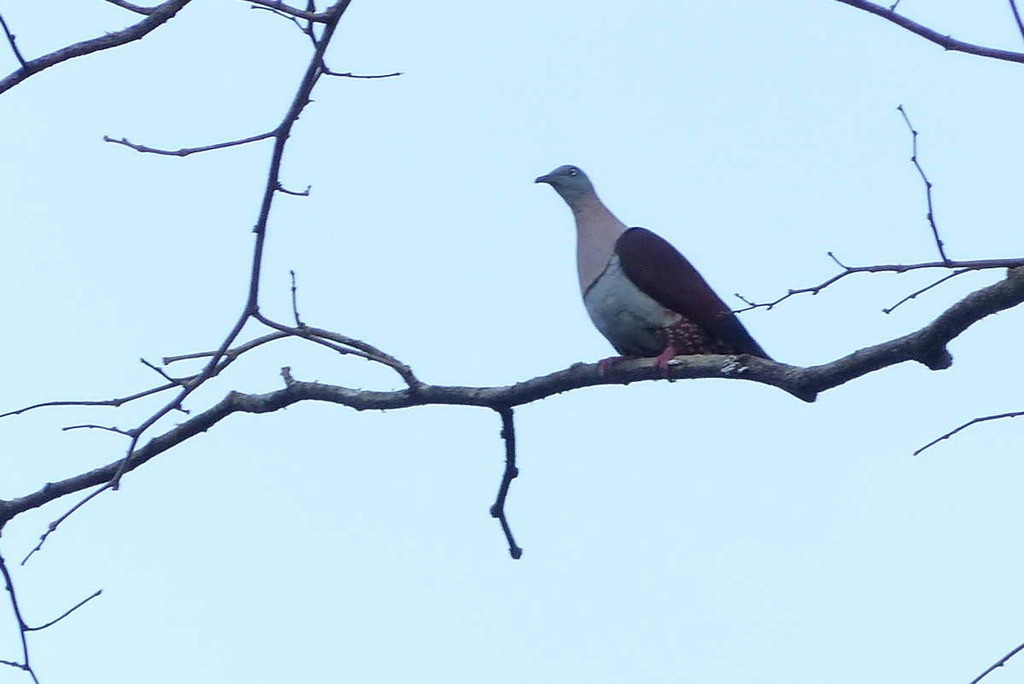Dúcula de zoé (Ducula zoeae) - Picture Bird