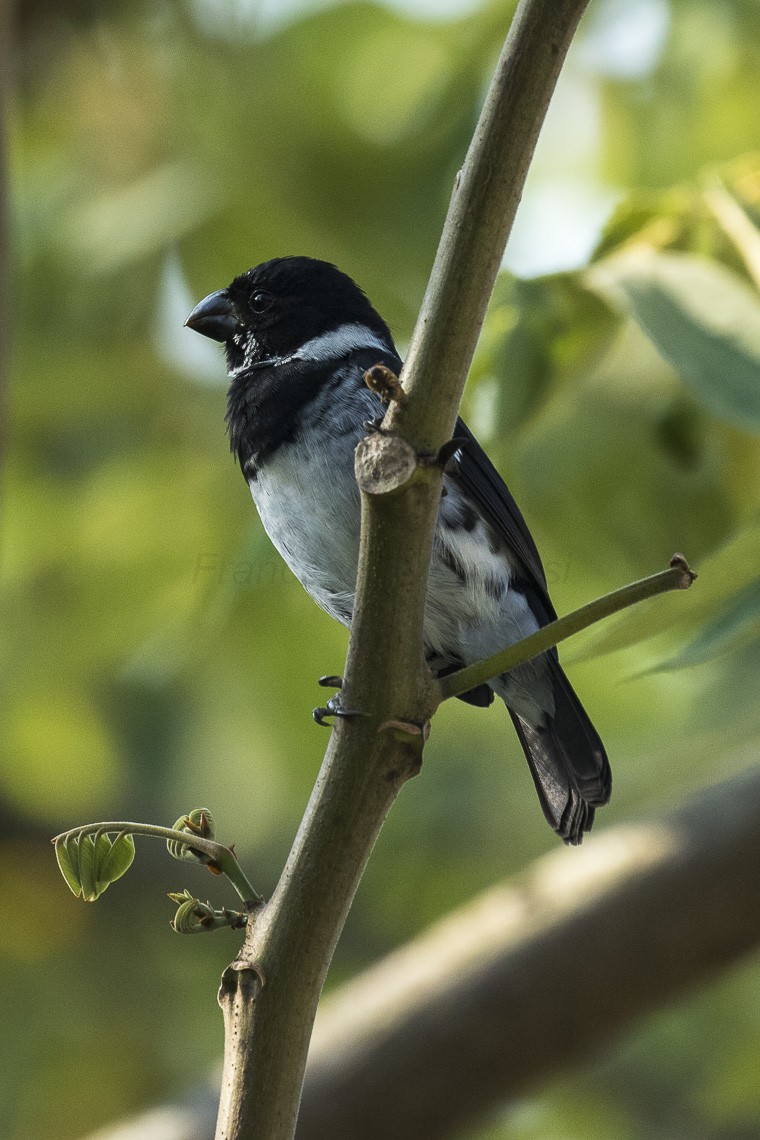 Semillero corvino (Sporophila corvina) - Picture Bird