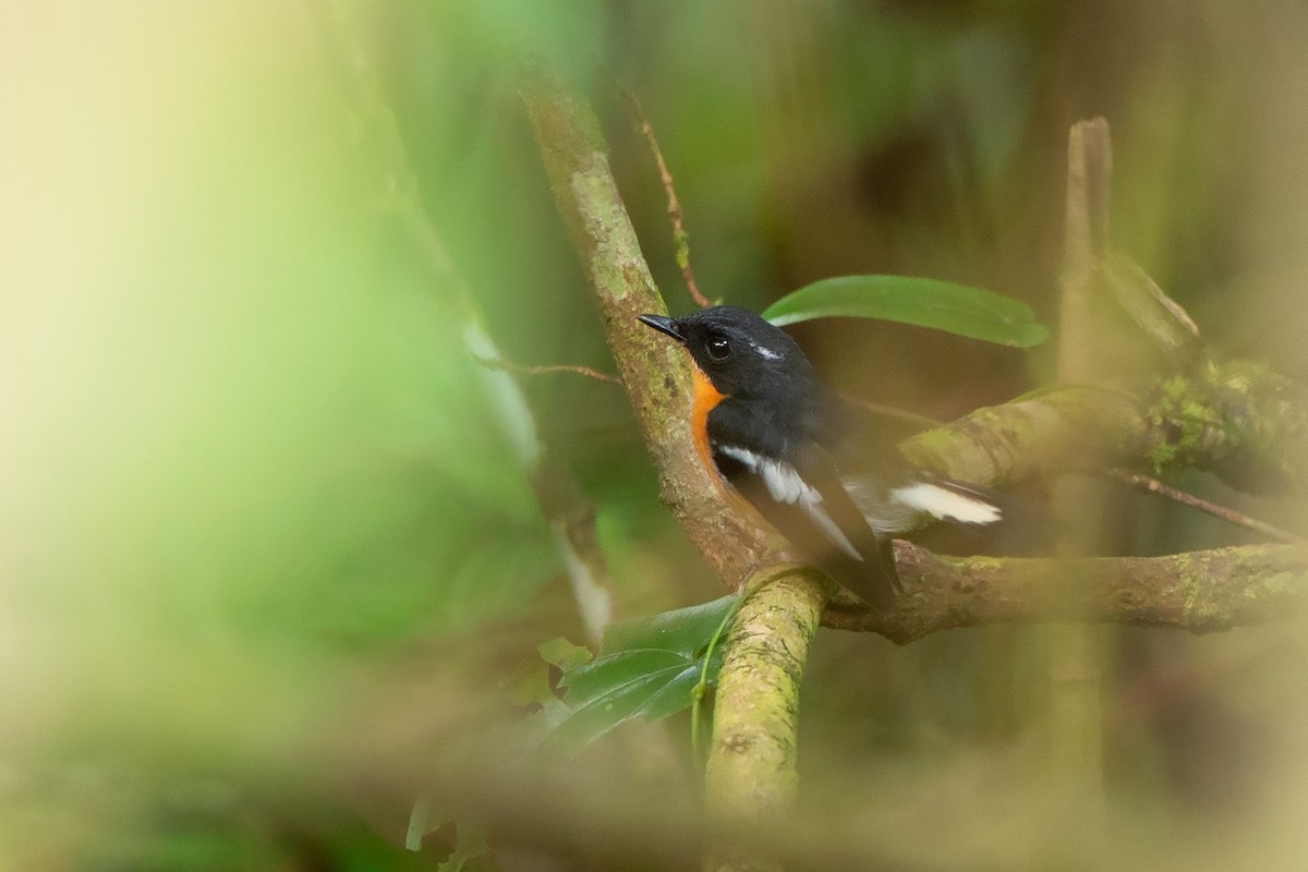 Papamoscas pechirrufo (Ficedula dumetoria) - Picture Bird