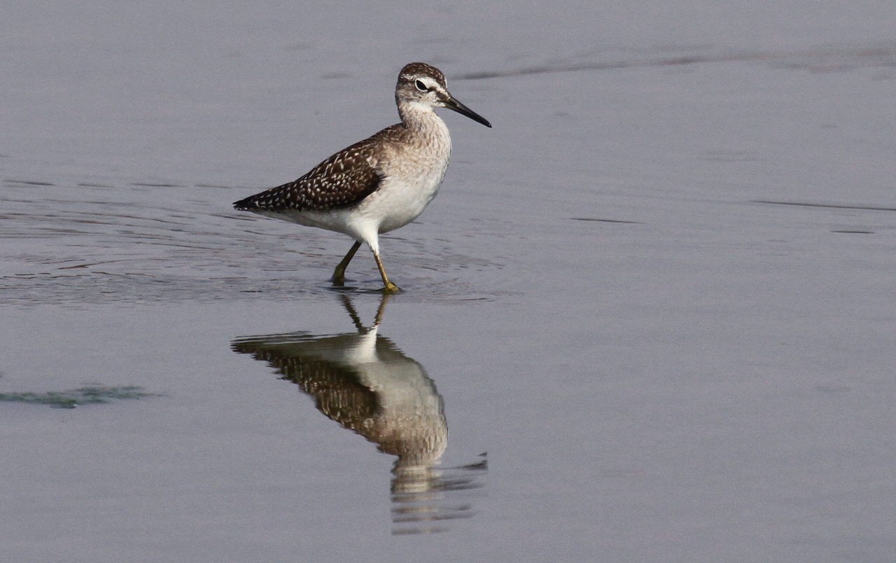 Andarríos bastardo (Tringa glareola) - Picture Bird