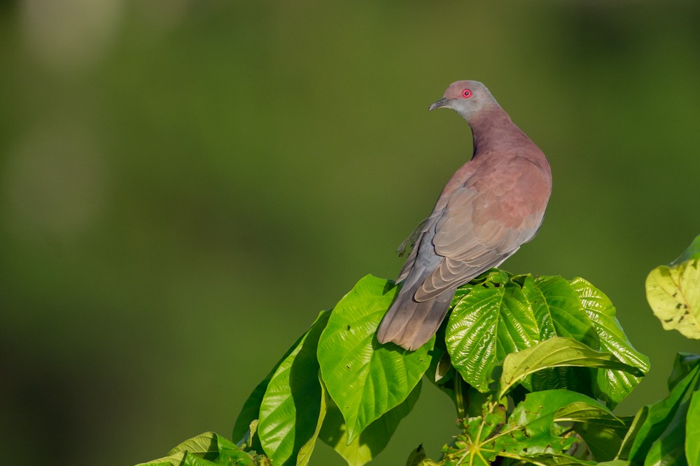 Paloma colorada (Patagioenas cayennensis) - Picture Bird