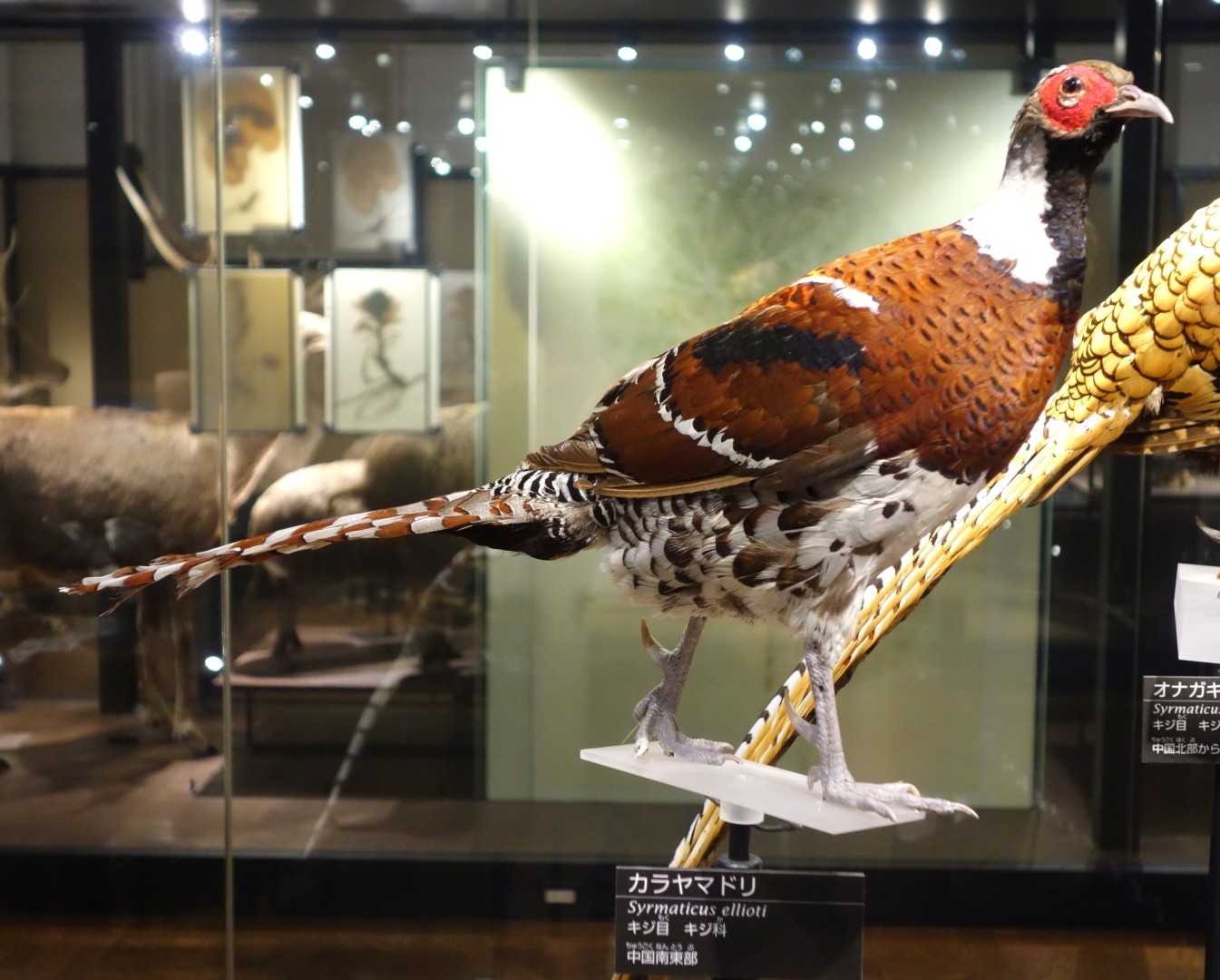 Syrmaticus (Syrmaticus) - Picture Bird