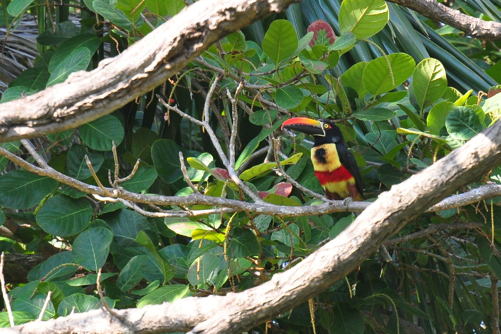 Arasarí piquinaranja (Pteroglossus frantzii) - Picture Bird