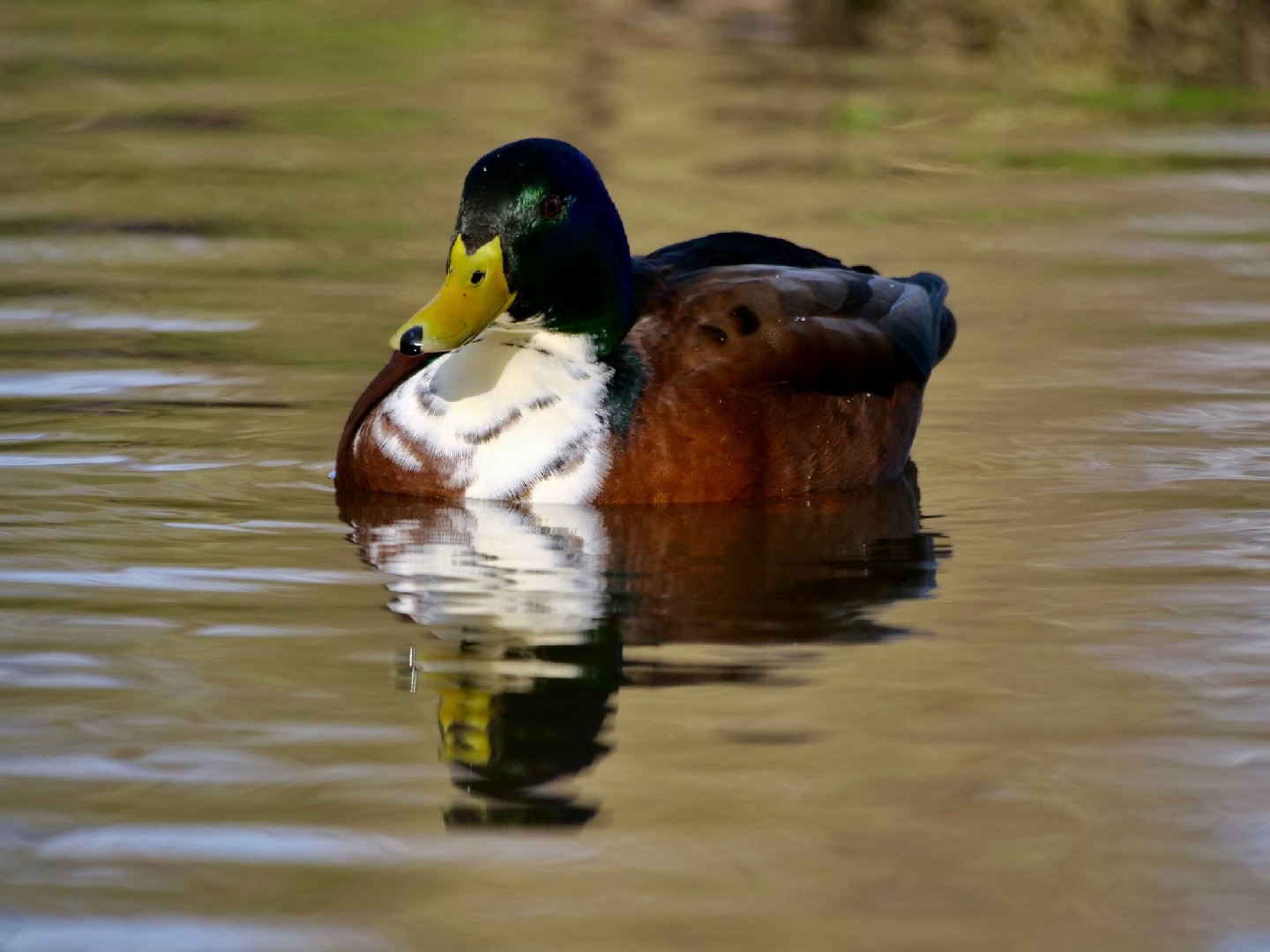 Anas platyrhynchos domesticus 'Duclair' (Anas platyrhynchos domesticus ...
