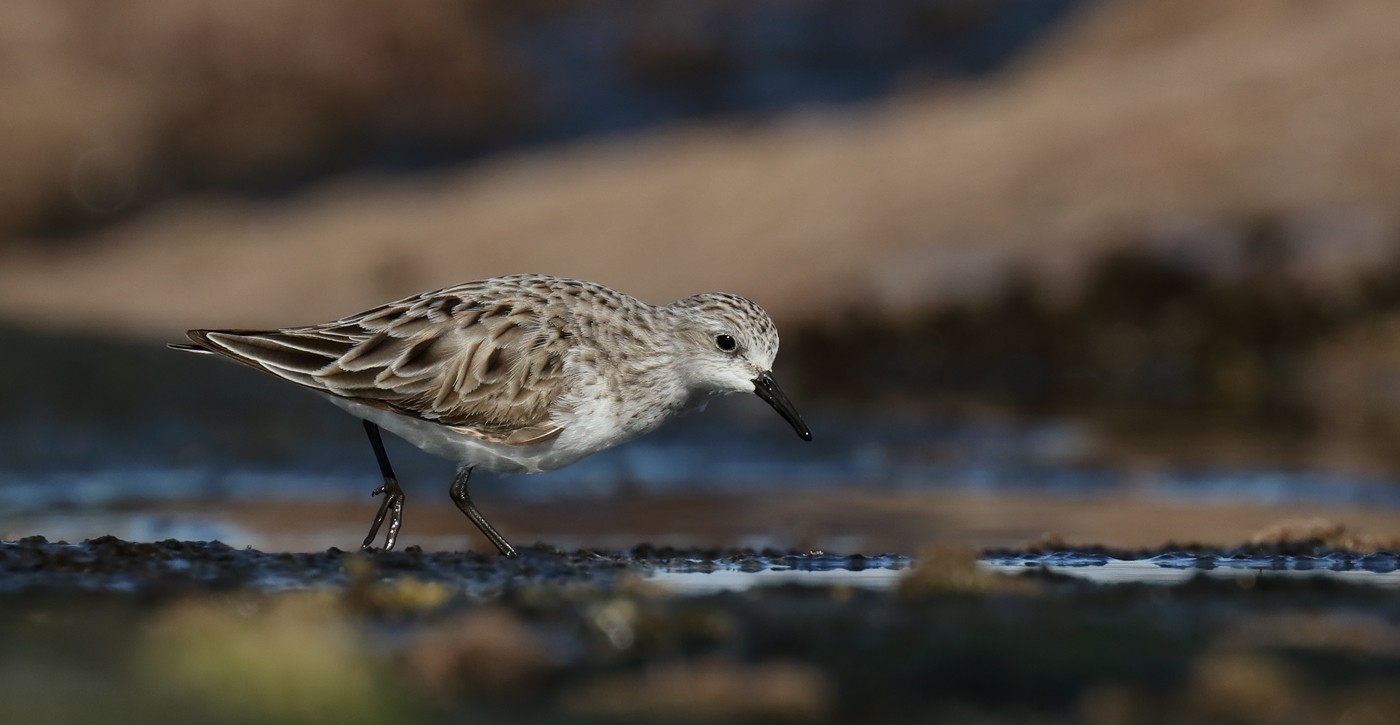 Correlimos cuellirrojo (Calidris ruficollis) - Picture Bird