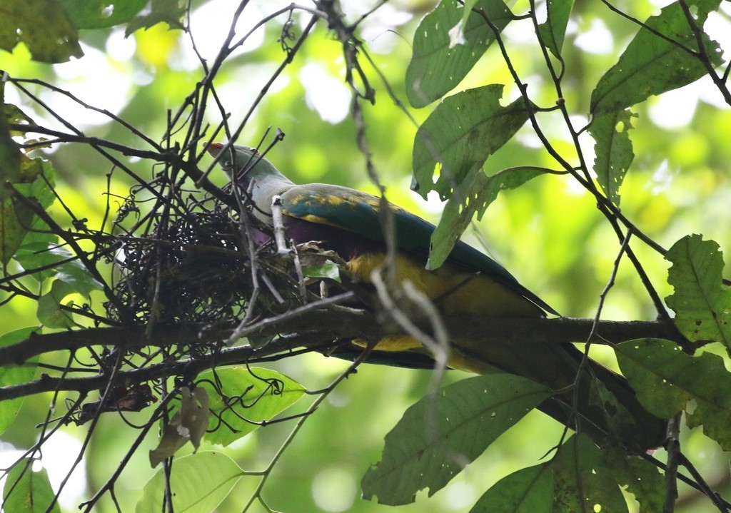 Ptilinopus (Ptilinopus) - Picture Bird