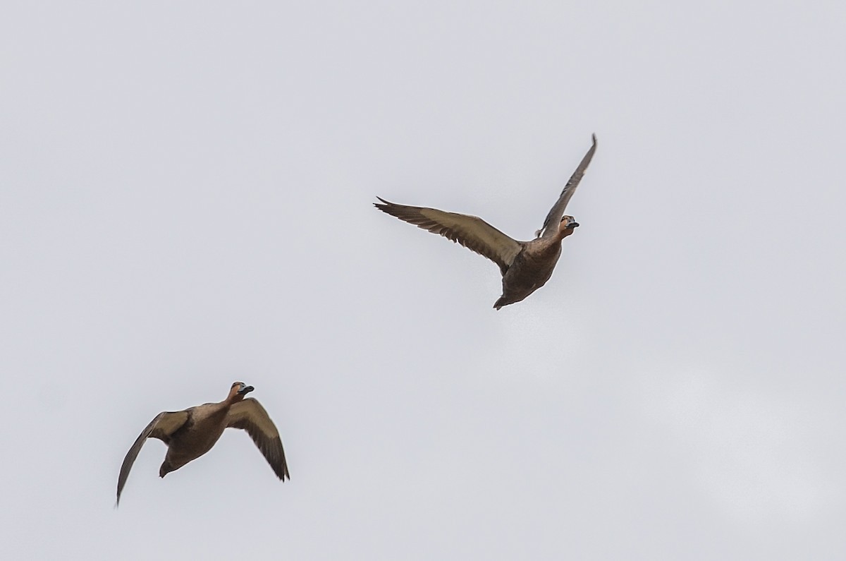Philippine duck (Anas luzonica) - Picture Bird