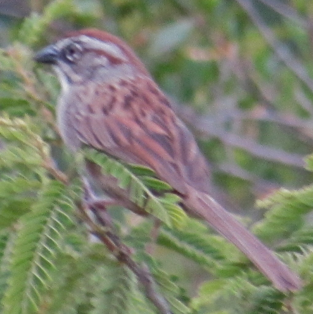 Chingolo oaxaqueño (Aimophila notosticta) - Picture Bird