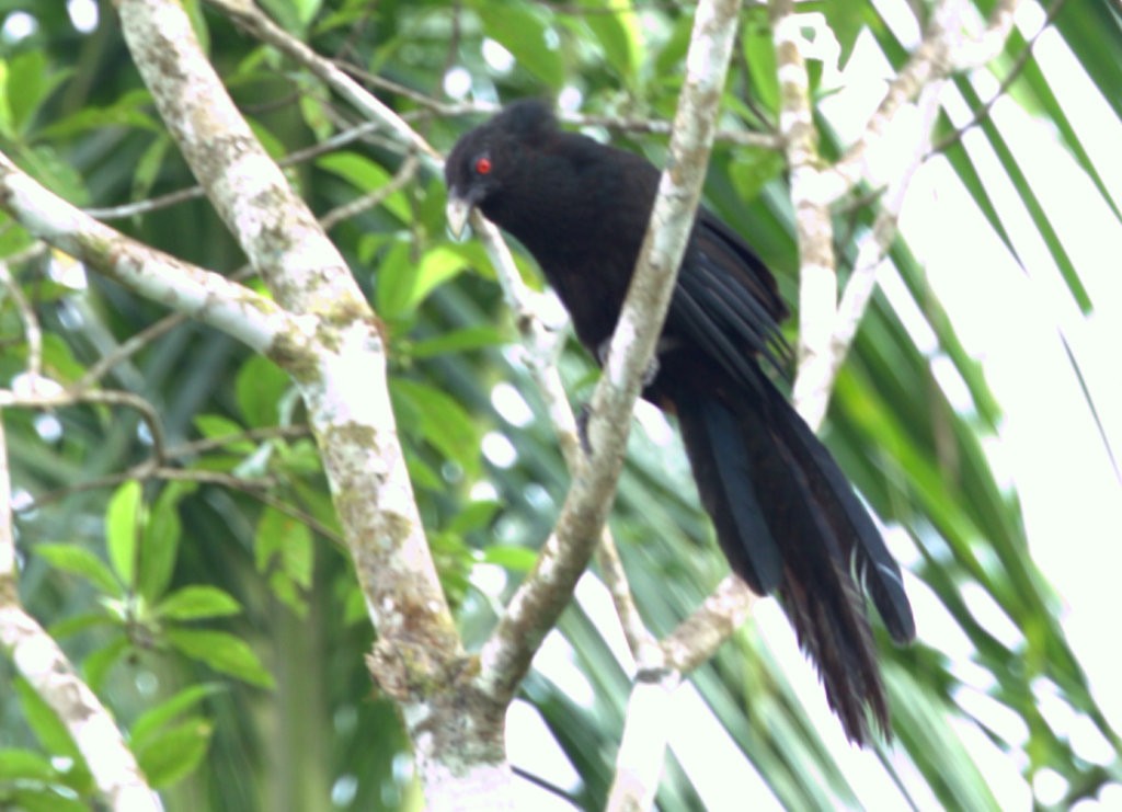 Cucal menebiki (Centropus menbeki) - Picture Bird