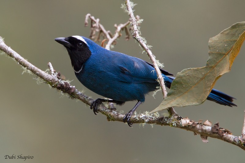 Chara andina (Cyanolyca viridicyanus) - Picture Bird
