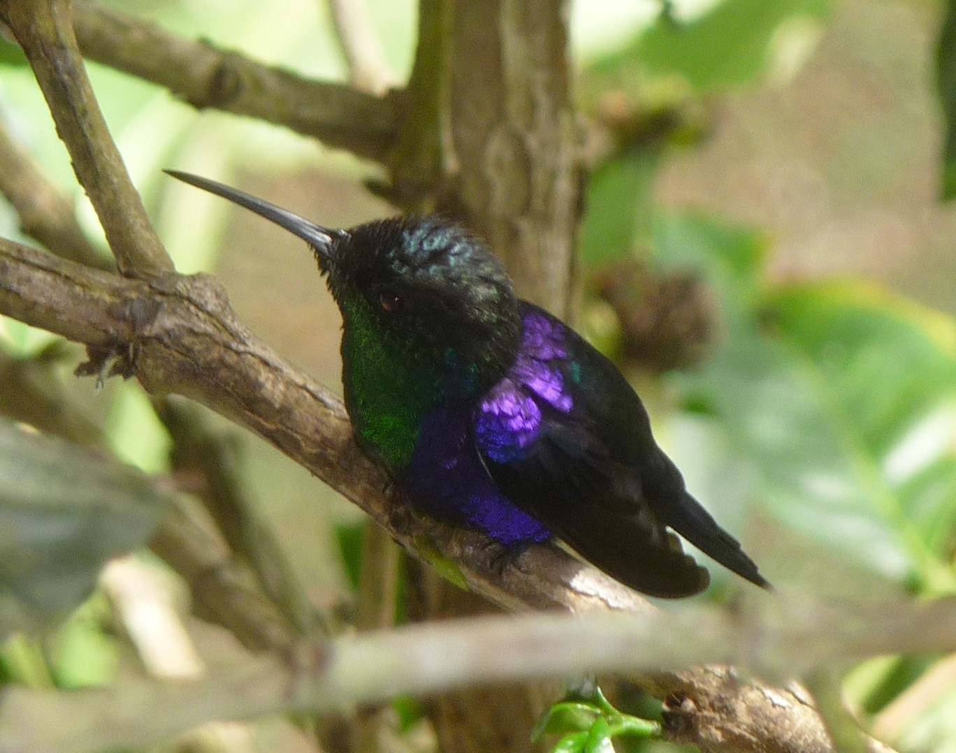 Colibrí morado (Campylopterus hemileucurus) - Picture Bird