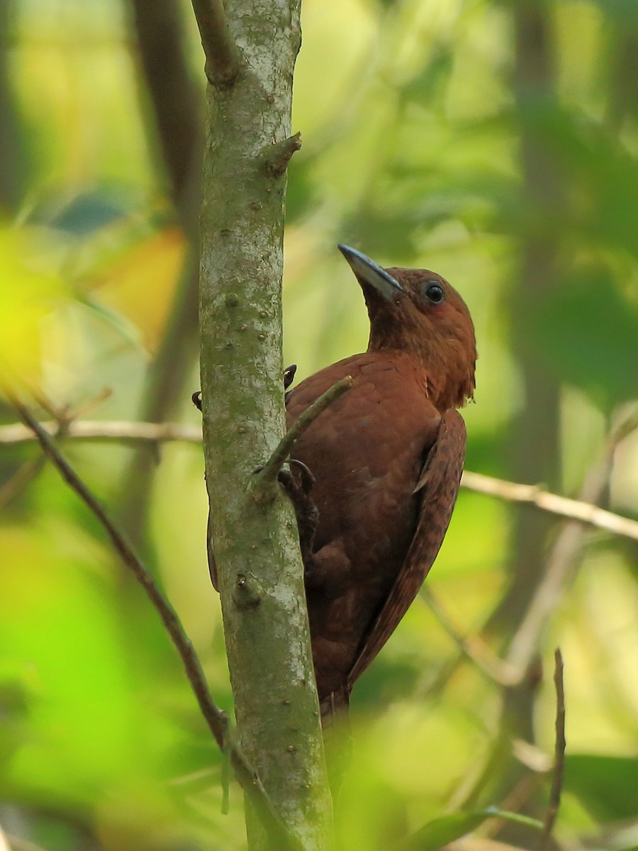 Celeus (Celeus) - Picture Bird