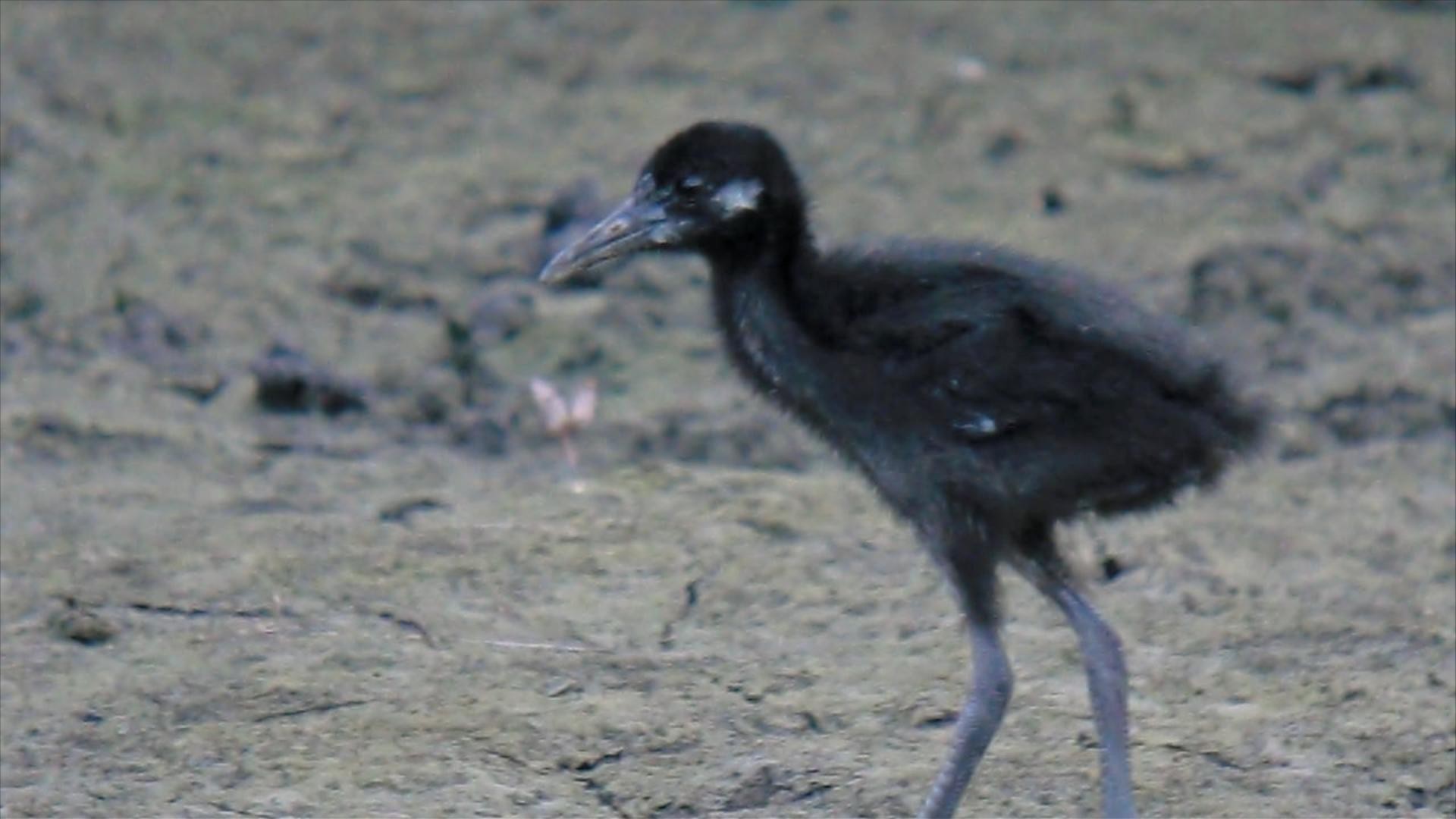 Rascón elegante (Rallus elegans) - Picture Bird