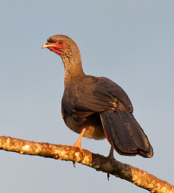 Chachalaca charata (Ortalis canicollis) - Picture Bird
