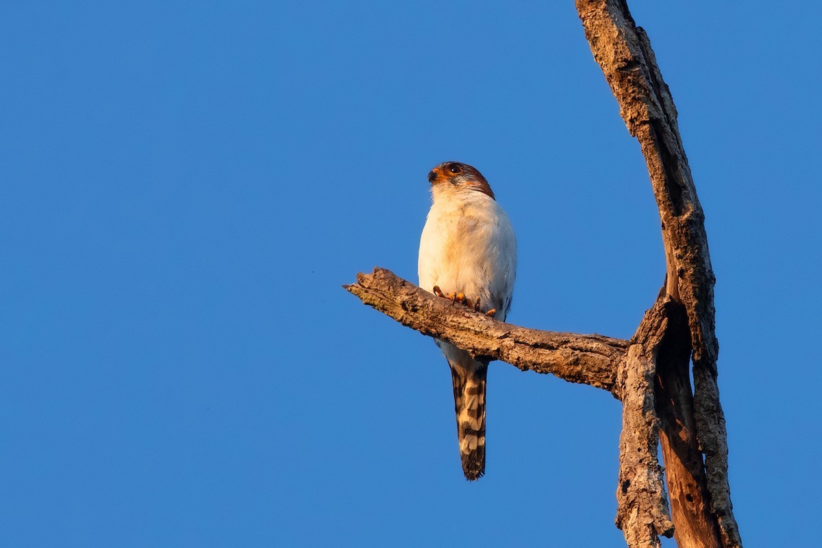 アジアコビトハヤブサ (Polihierax insignis) - Picture Bird