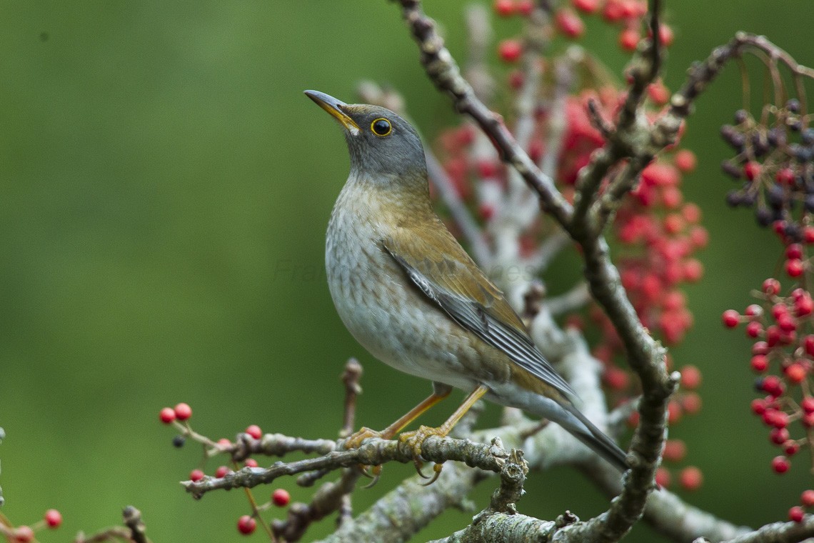 Tordo (Turdus) - Picture Bird