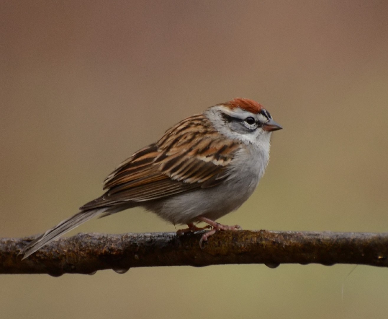 Chingolos (Spizella) - Picture Bird