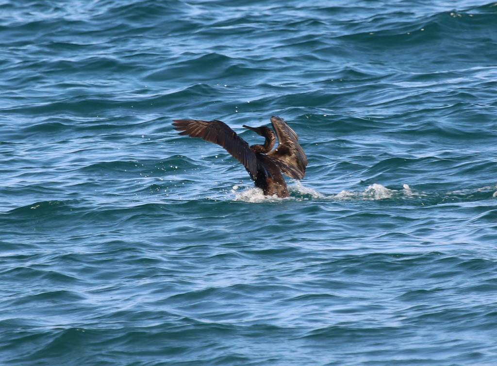Cormorán de Socotora (Phalacrocorax nigrogularis) - Picture Bird