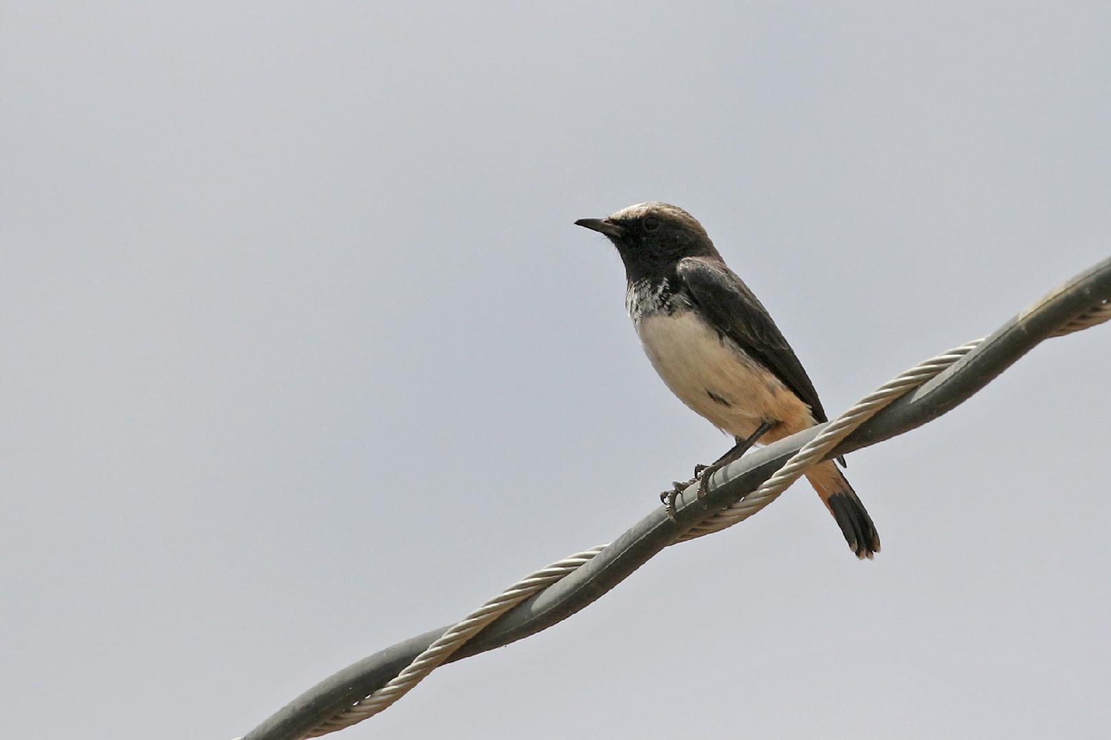 Abyssinian wheatear (Oenanthe lugubris) - Picture Bird