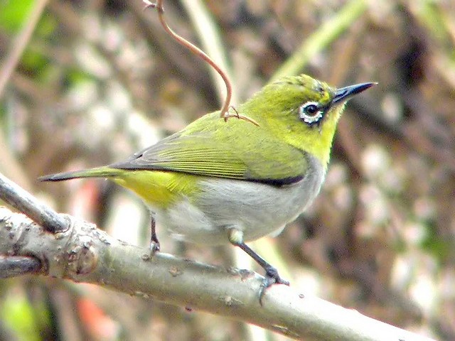 Warbling white-eye (Zosterops japonicus) - Picture Bird