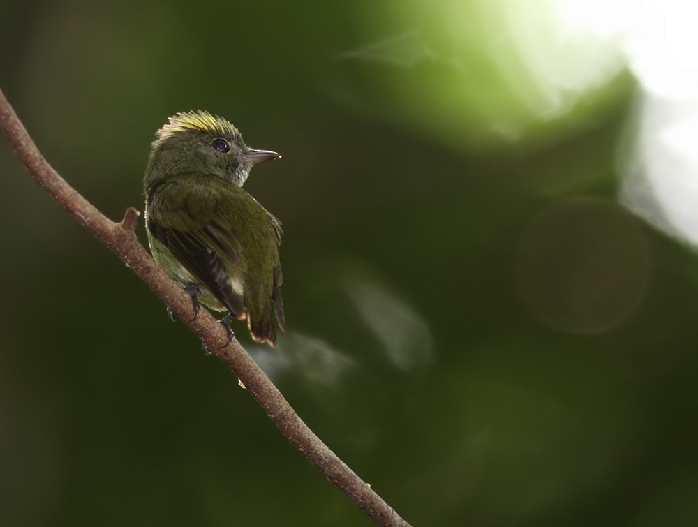 Saltarín diminuto (Tyranneutes virescens) - Picture Bird