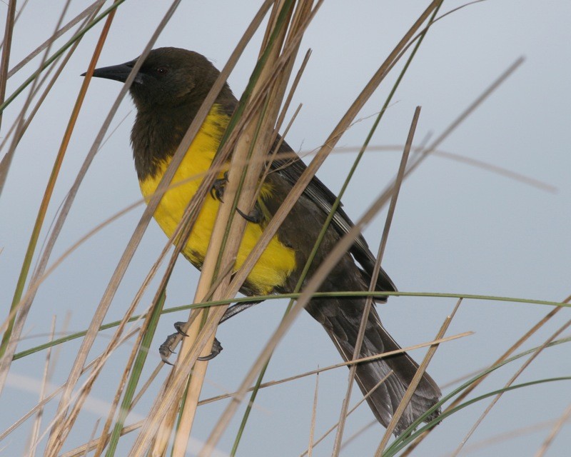 Tordos pecho amarillo (Pseudoleistes) - Picture Bird