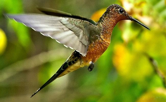 Colibrí gigante (Patagona gigas) - Picture Bird