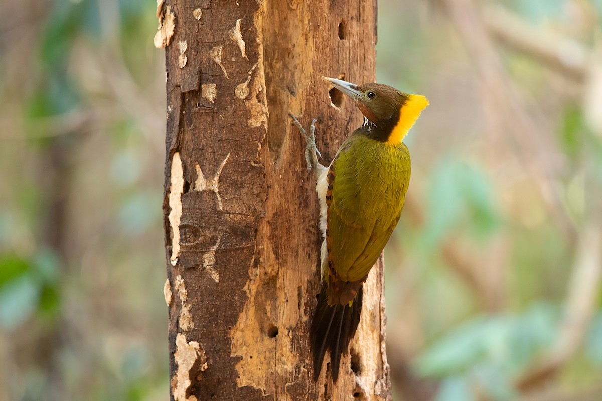 Picus (Picus) - Picture Bird