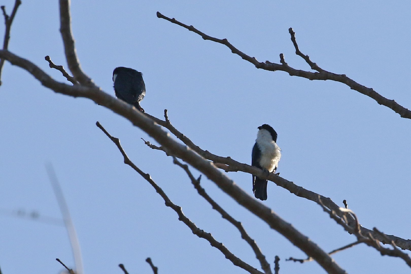 Falconete filipino (Microhierax erythrogenys) - Picture Bird