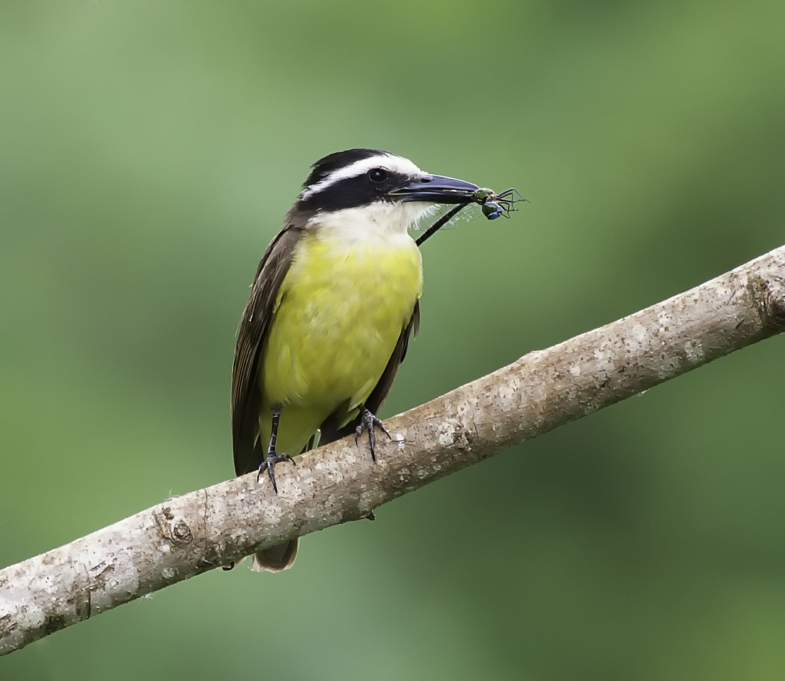 Bienteveo común (Pitangus sulphuratus) - Picture Bird