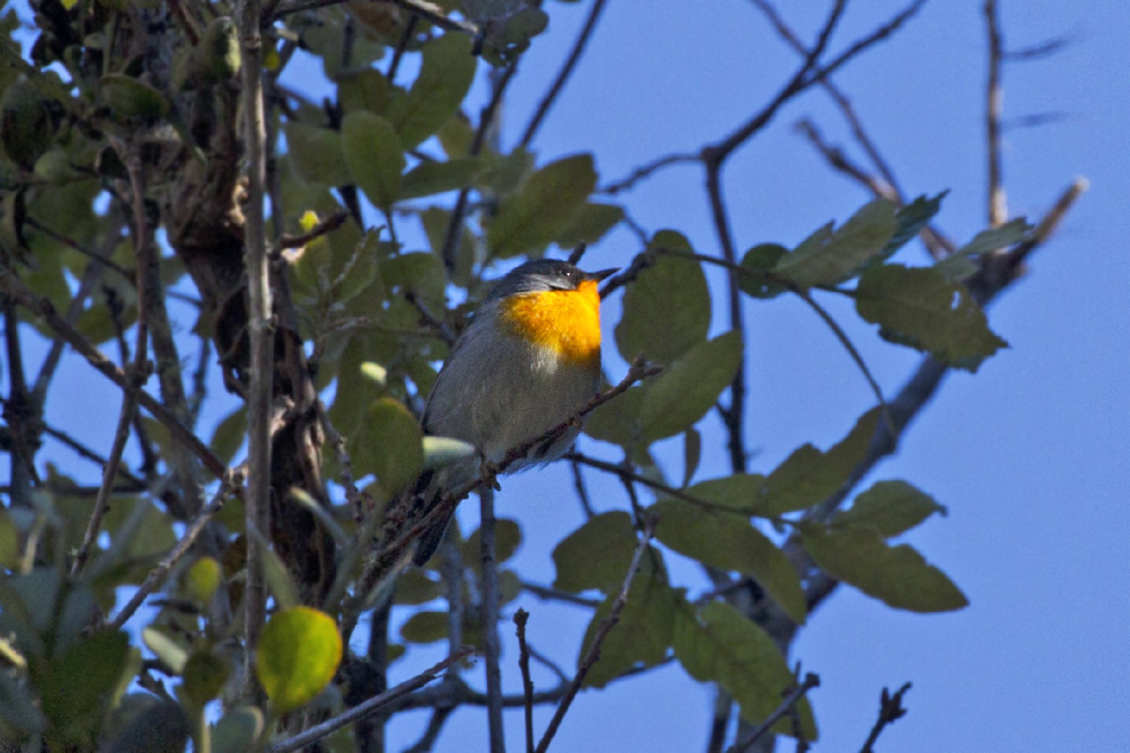 Reinita flamígera (Oreothlypis gutturalis) - Picture Bird