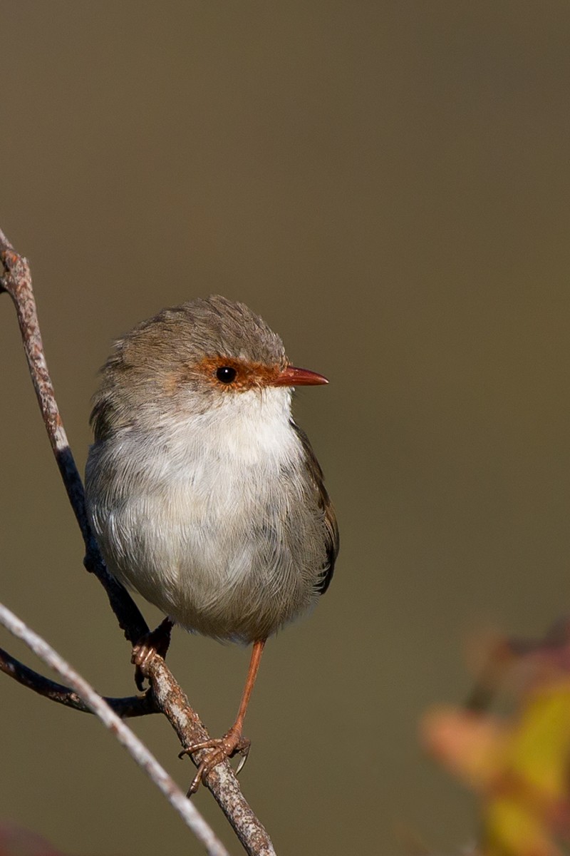 Maluro soberbio (Malurus cyaneus) - Picture Bird