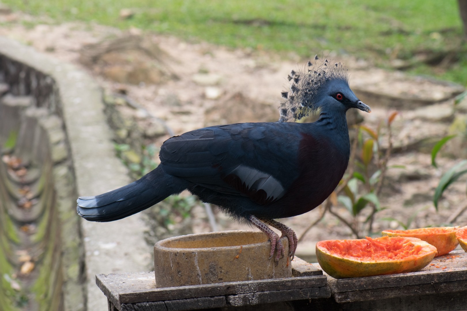 Victoria crowned pigeon (Goura victoria) - Picture Bird