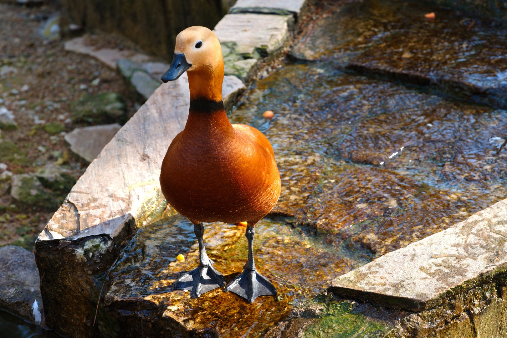 Anas platyrhynchos domesticus 'Elizabeth' (Anas platyrhynchos ...