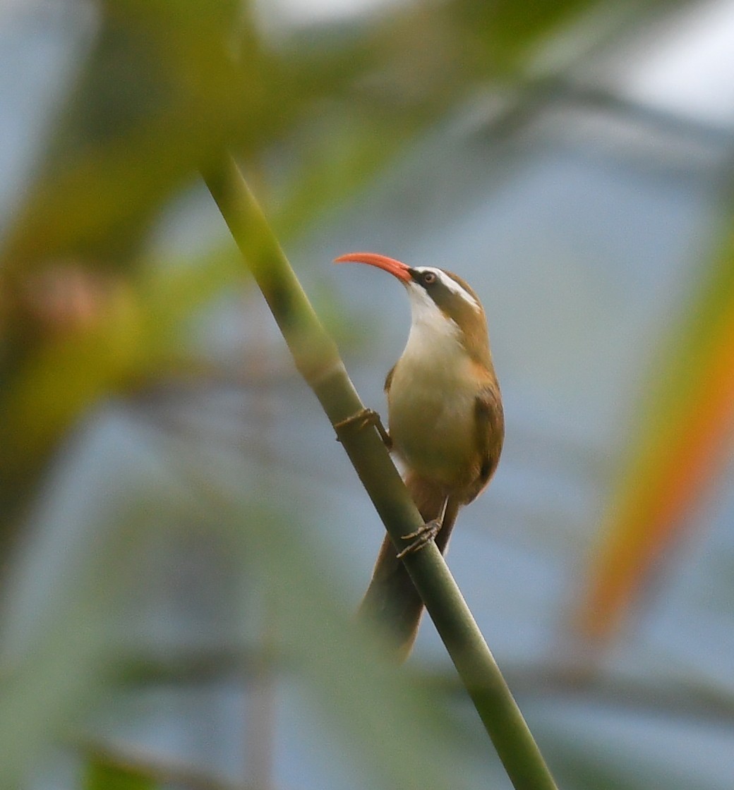 Pomatorhinus ochraceiceps (Pomatorhinus ochraceiceps) - Picture Bird