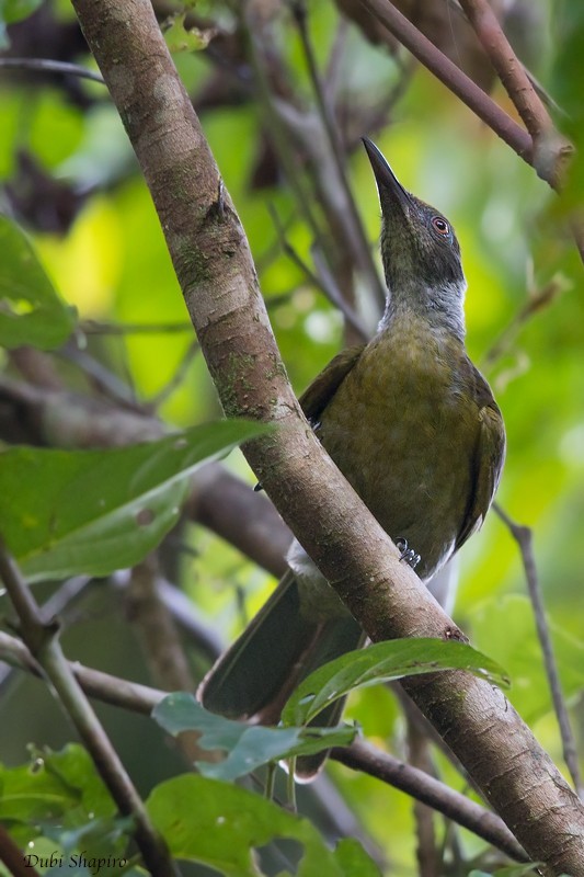 Oropéndola de seram (Oriolus forsteni) - Picture Bird