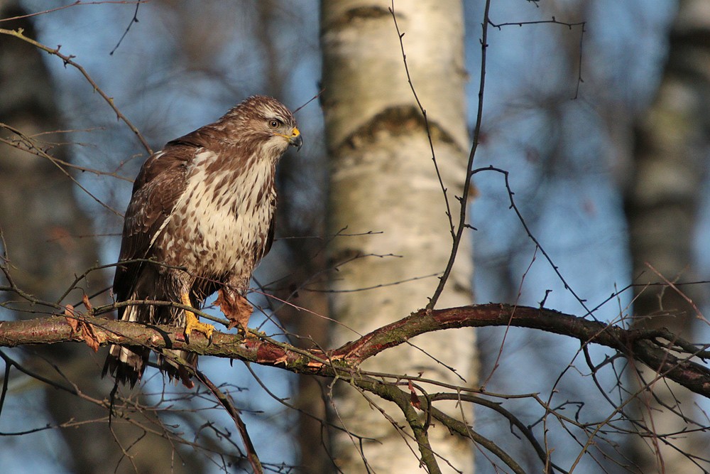 Bussarde (Buteo) - Picture Bird