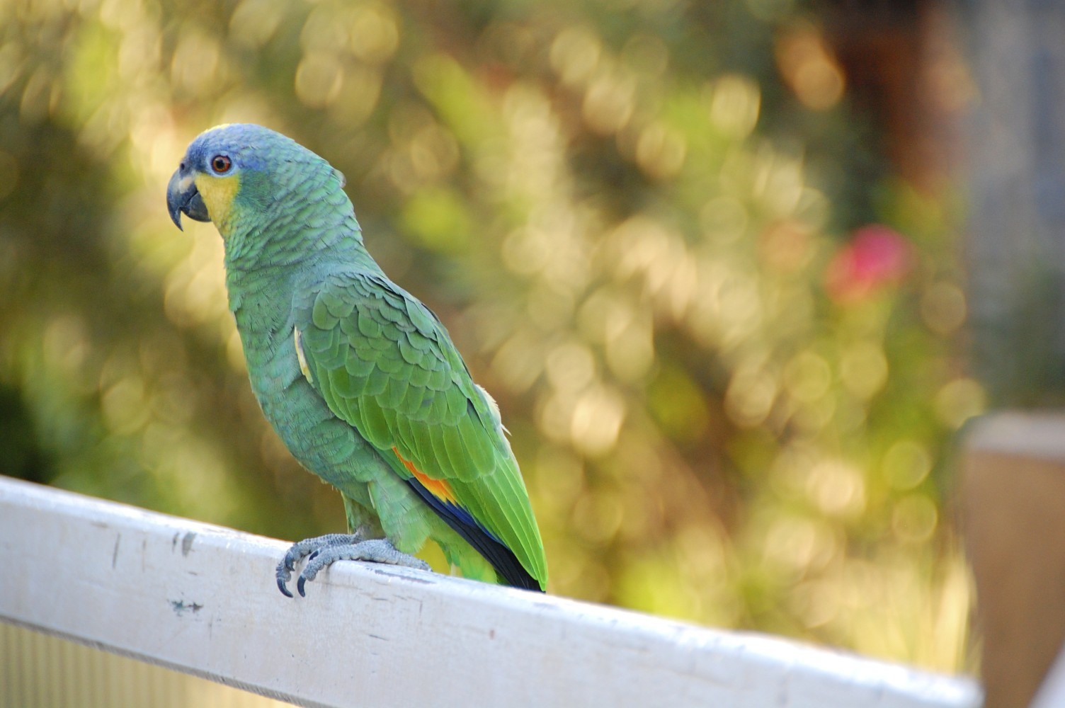 Amazona alinaranja (Amazona amazonica) - Picture Bird