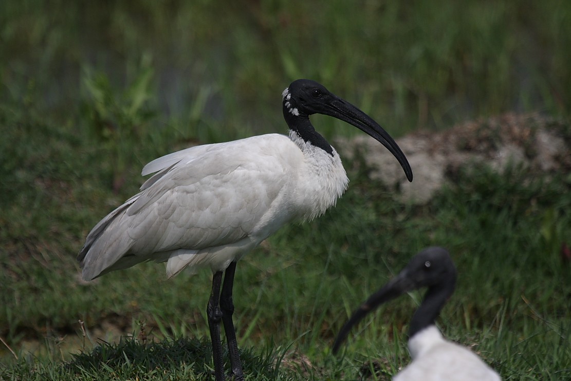 Ibis oriental (Threskiornis melanocephalus) - Picture Bird