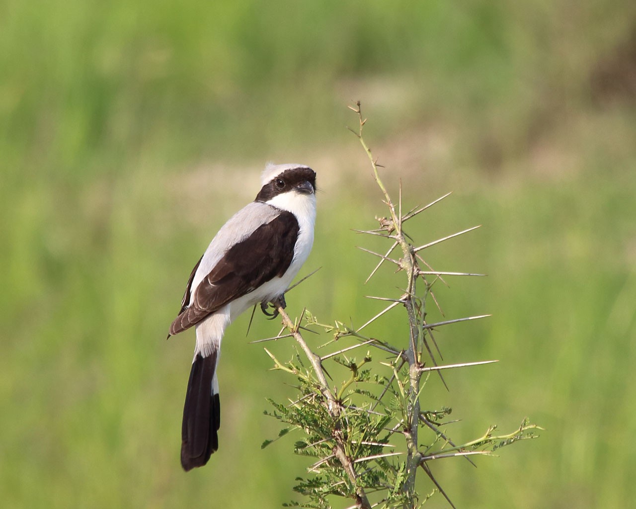 Graumantelwürger (Lanius excubitoroides) - Picture Bird