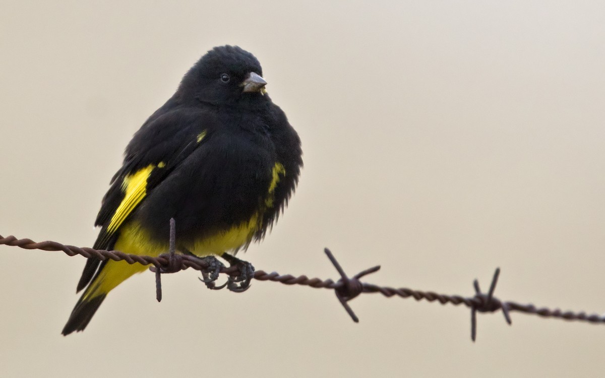 Jilguero negro (Spinus atratus) - Picture Bird