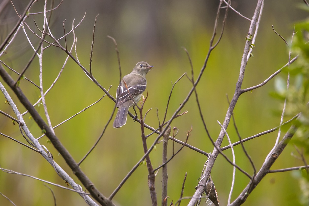 Fiofío belicoso (Elaenia chiriquensis) - Picture Bird