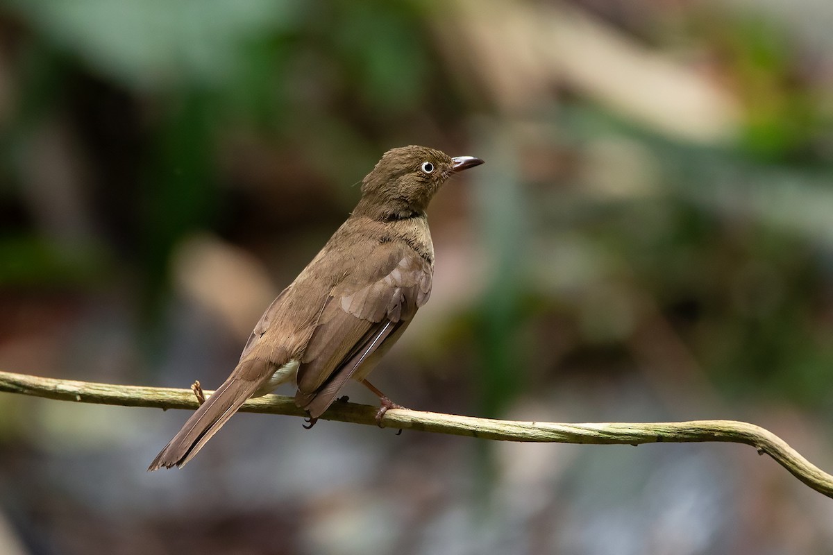 Bulbul ojiblanco (Pycnonotus simplex) - Picture Bird