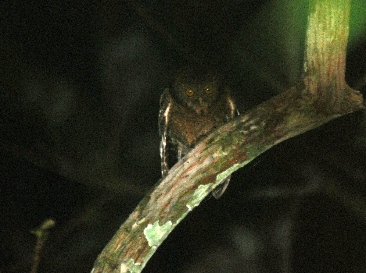 Ninox (Ninox) - Picture Bird