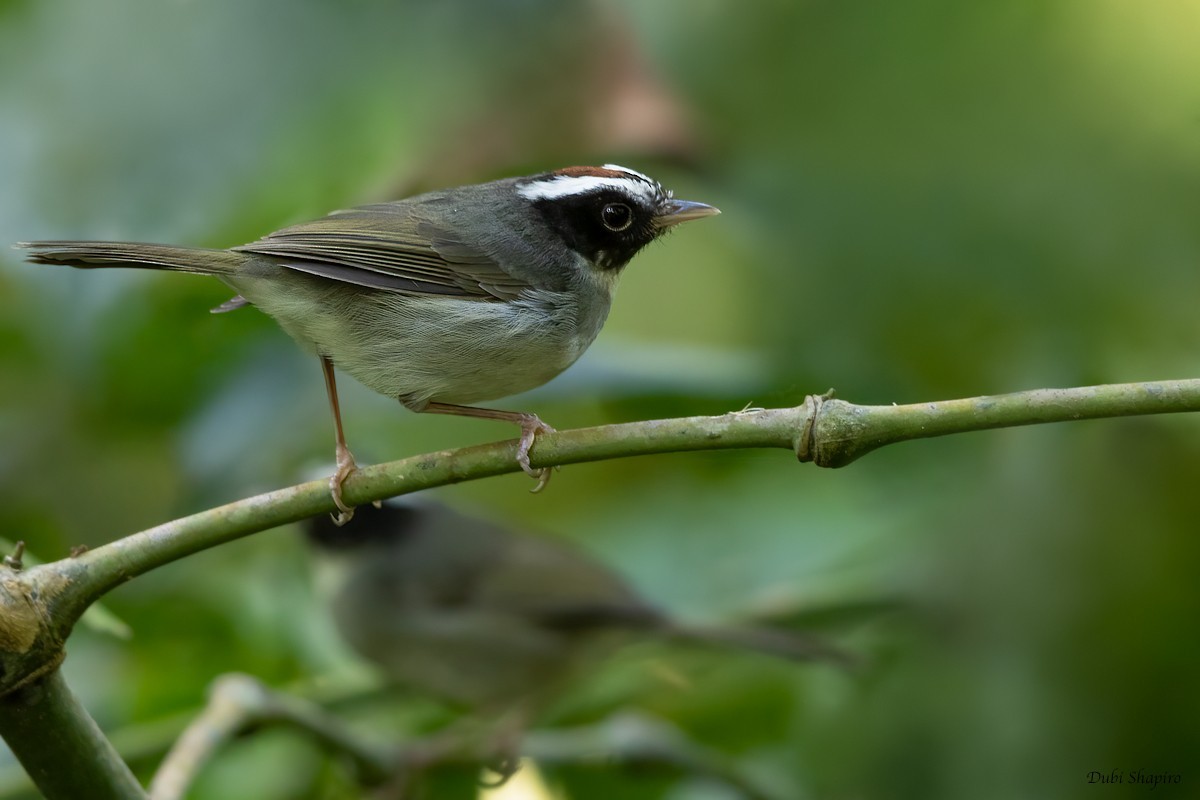 Reinita carinegra (Basileuterus melanogenys) - Picture Bird