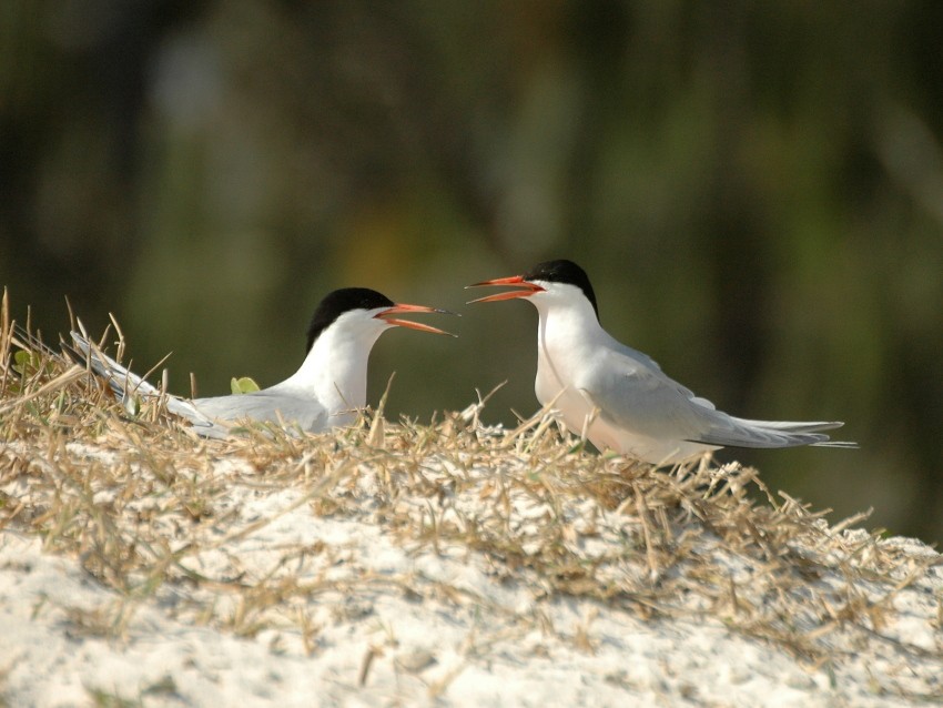 Charranes (Sterna) - Picture Bird