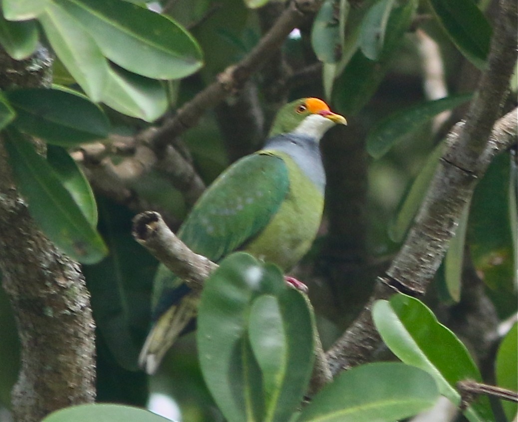 Ptilinopus (Ptilinopus) - Picture Bird