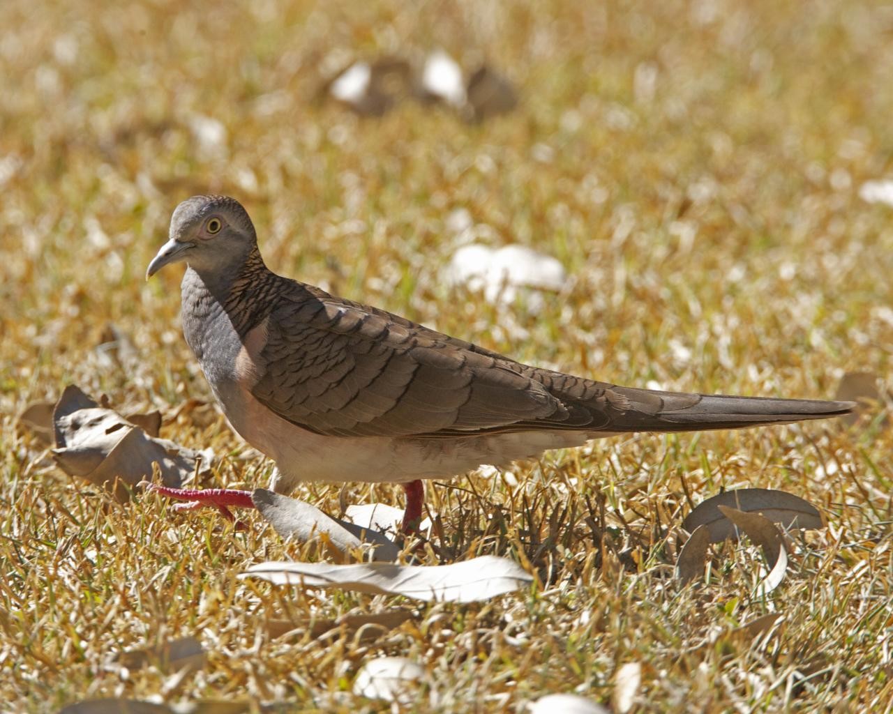 Tortolita humeral (Geopelia humeralis) - Picture Bird