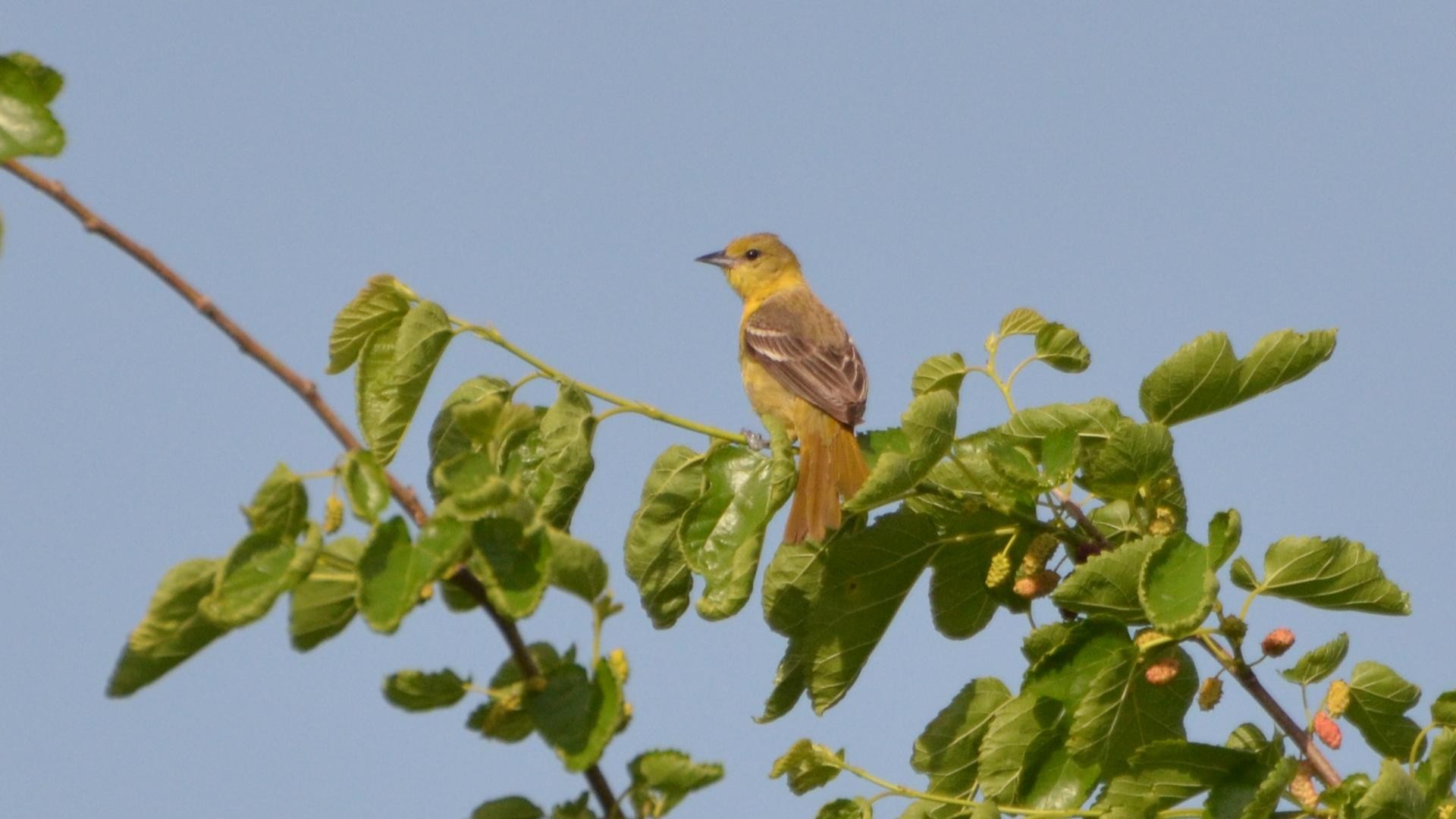 Bolseros (Icterus) - Picture Bird