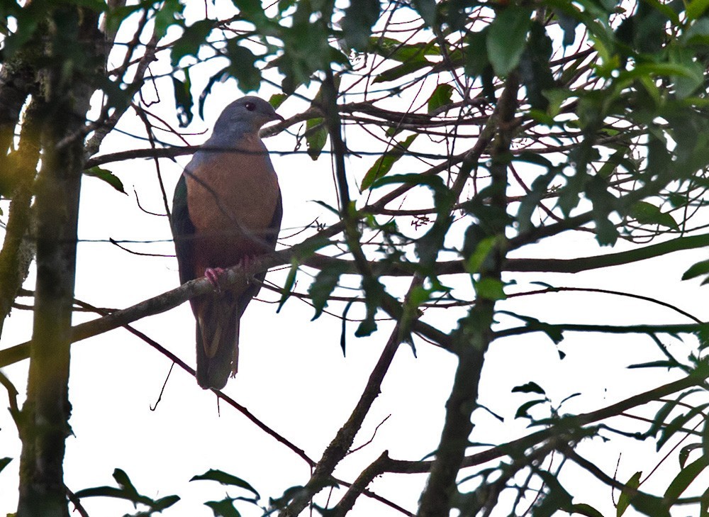 Rufescent Imperial Pigeon (Ducula chalconota) - Picture Bird